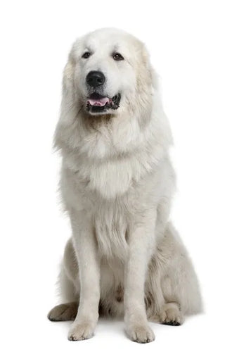 Pyrenéerhund – ★Zoostar.se★
